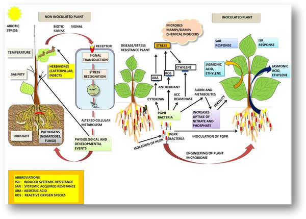 Bacillus subtilis for plant health and crop yield improvements: – BioLogix